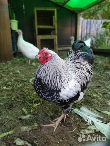 Карликовый виандот