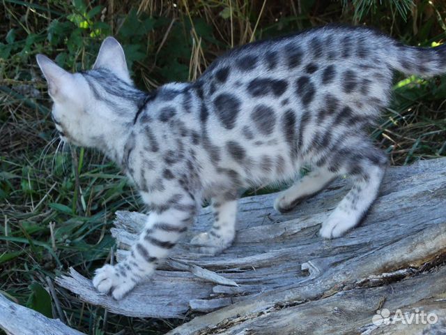 Бенгальские котята