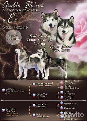 Щенки Маламутики от родителей чемпеонов