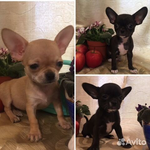 Щенки чихаухуа