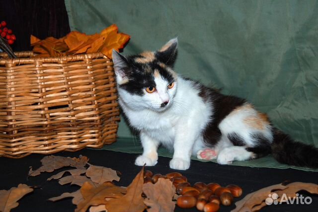 Трехцветный котёнок Ева