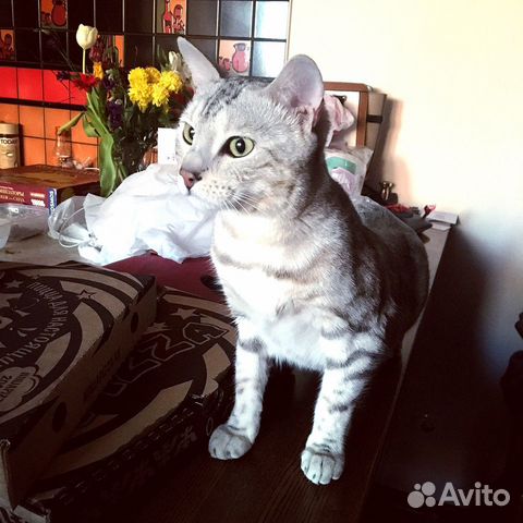 Отдам бенгальскую кошечку