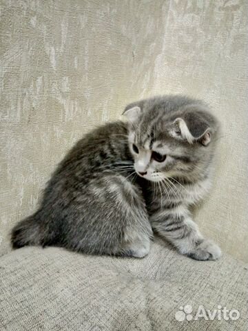 Котята серый и черный