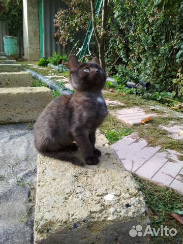 Котик Не пушистик