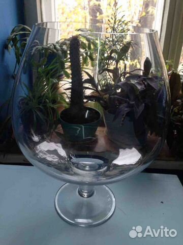 Аквариум - Рюмка