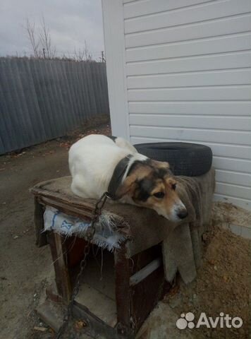 Дворовой пёс