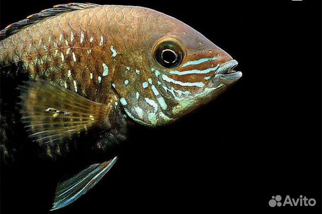 Цихлида пчела