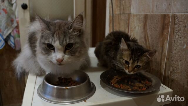 Маленькая Киса