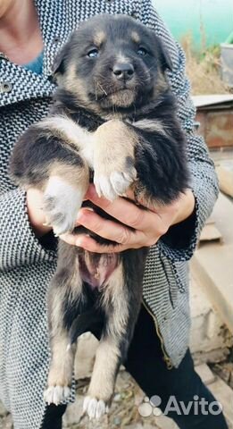 Ищут хорошие руки