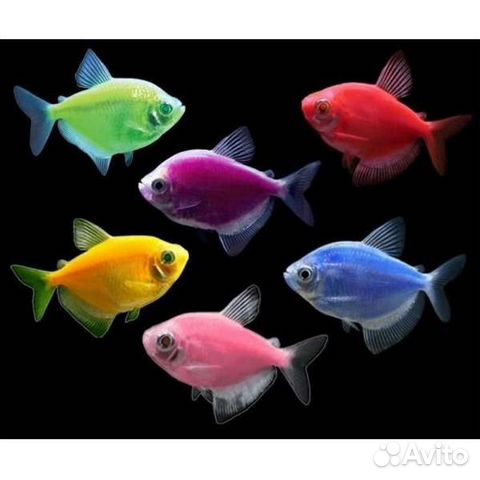 Рыбки тернеция GloFish