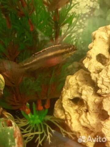 Рыбки Попугай пельвик