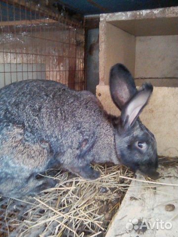 Кролики самки