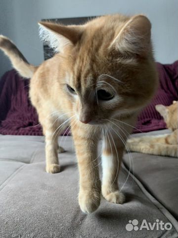 Котик Ботя
