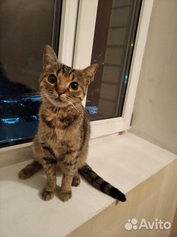 Кошечка.Перспективный-ищу прежних/новых хозяев