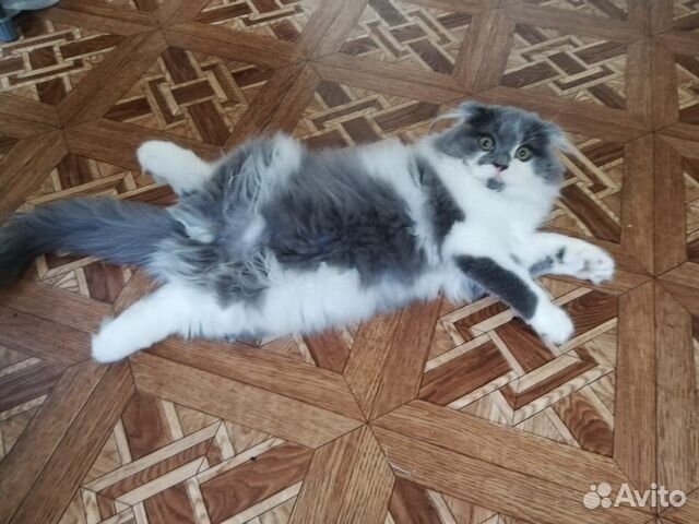 Отдаём кота в хорошие руки