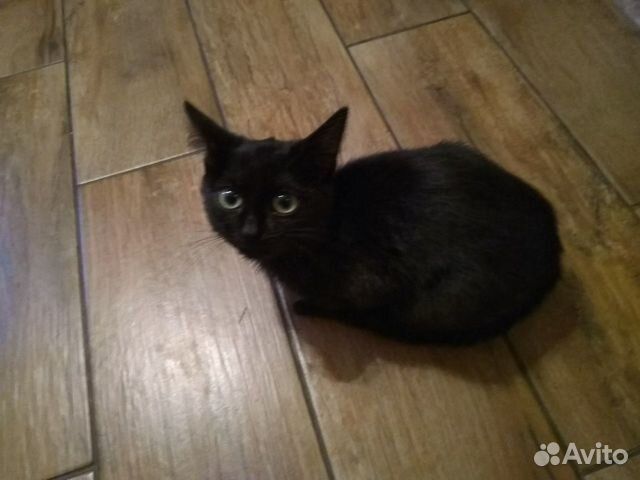 Отдам в добрые руки двух милых кошечек