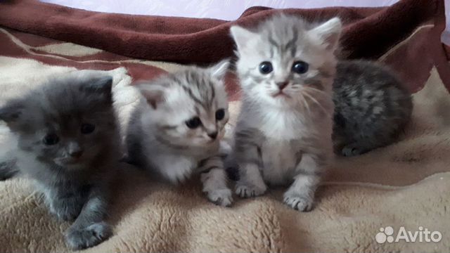 Котята (Британцы)