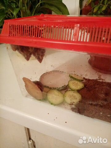 Улитки ахатины даром