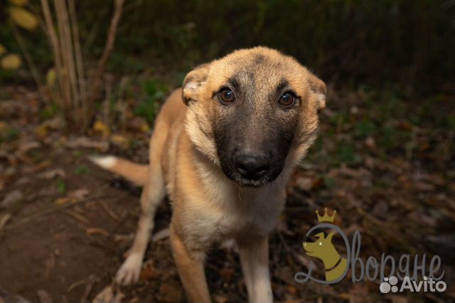 Трепетная изюминка ищет семью