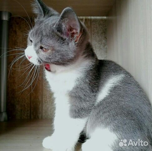 Полубританец наидобрейший