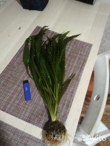 Апоногетон аквариумное растение