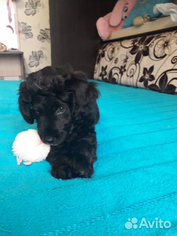 Продам щенка карликогового пуделя