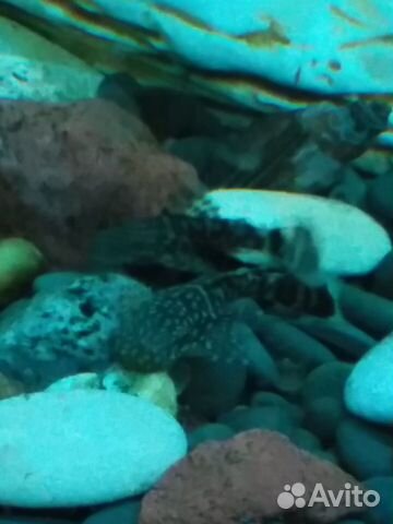 Аквариумные рыбки