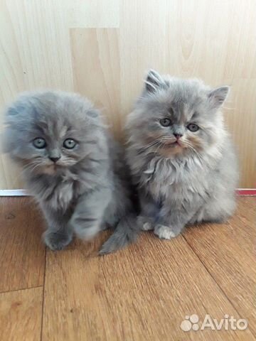 Шотландские котята