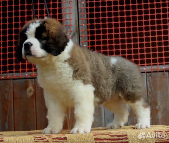 Сенбернары шикарные мальчики