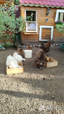 Китайские шелковые (силки) курицы, петухи, семья