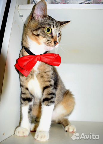 Котёнок Бадди 5 мес в добрые руки