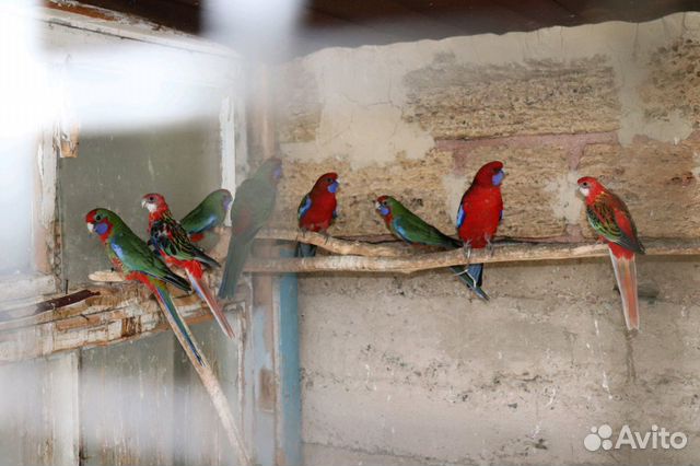 Розелла-Пенанты