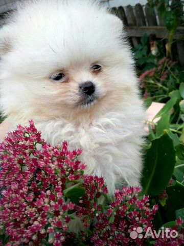 Шпицу ли красотули