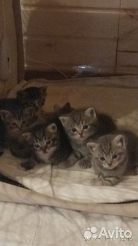 Внеплановые котята