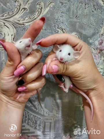 Крысята Дамбо с шикарной клеткой