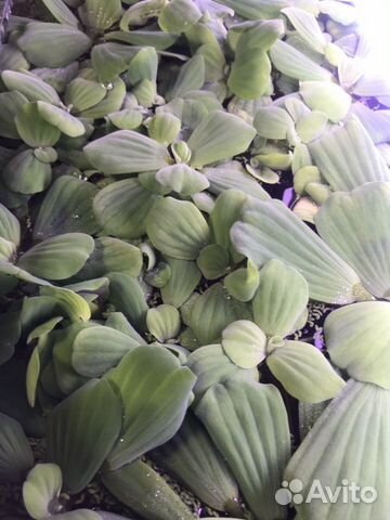 Pistia Аквариумное растение