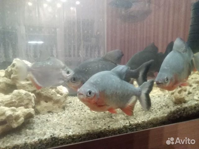 Пираньи, красный паку