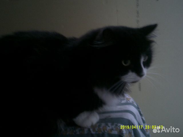 Коты и кошки ждут.ждут