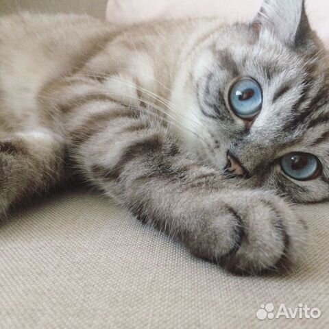 Кошка породы Охус Азулес