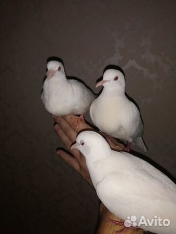 Продам голубей Горлиц