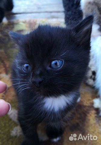 Котёнок