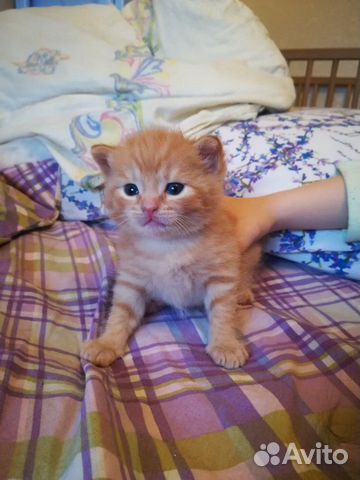 Рыженькая девочка 16.10.2019