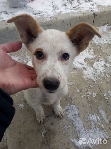 Найден щеночек