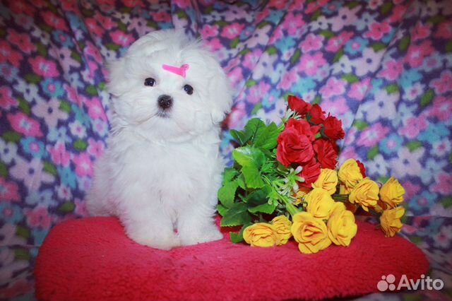 Очень красивая девочка мальтезе 2,5 мес