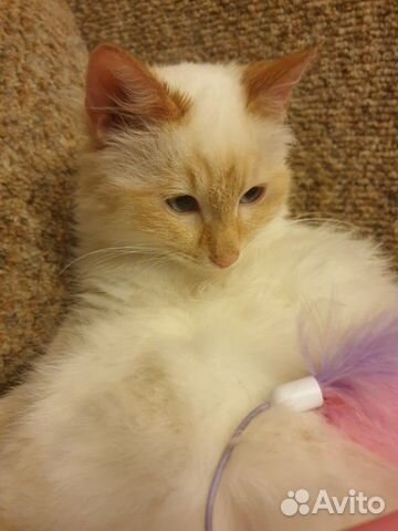 Пушистое чудо ищет дом