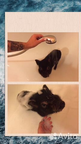 Минипиг,минипиги,домашняя свинка