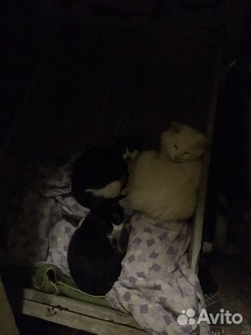 Кот, кошка, котенок (девочка)