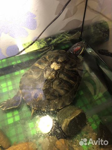 Красноухая черепаха в хорошие руки