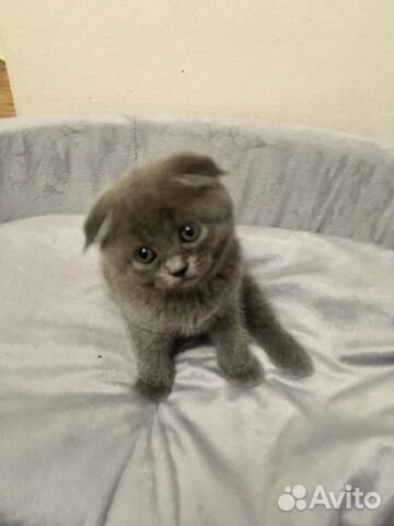 Шотландская вислоухая кошка
