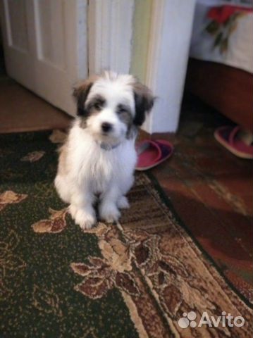 Продам собаку в хорошие руки, порода шицу, если чт